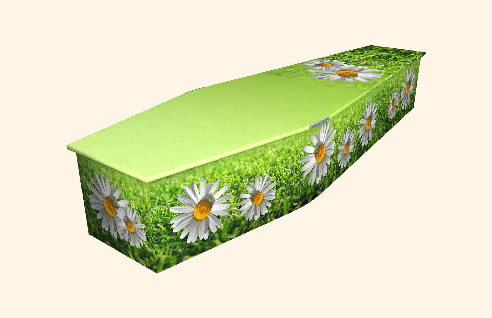 Daisy Lawn