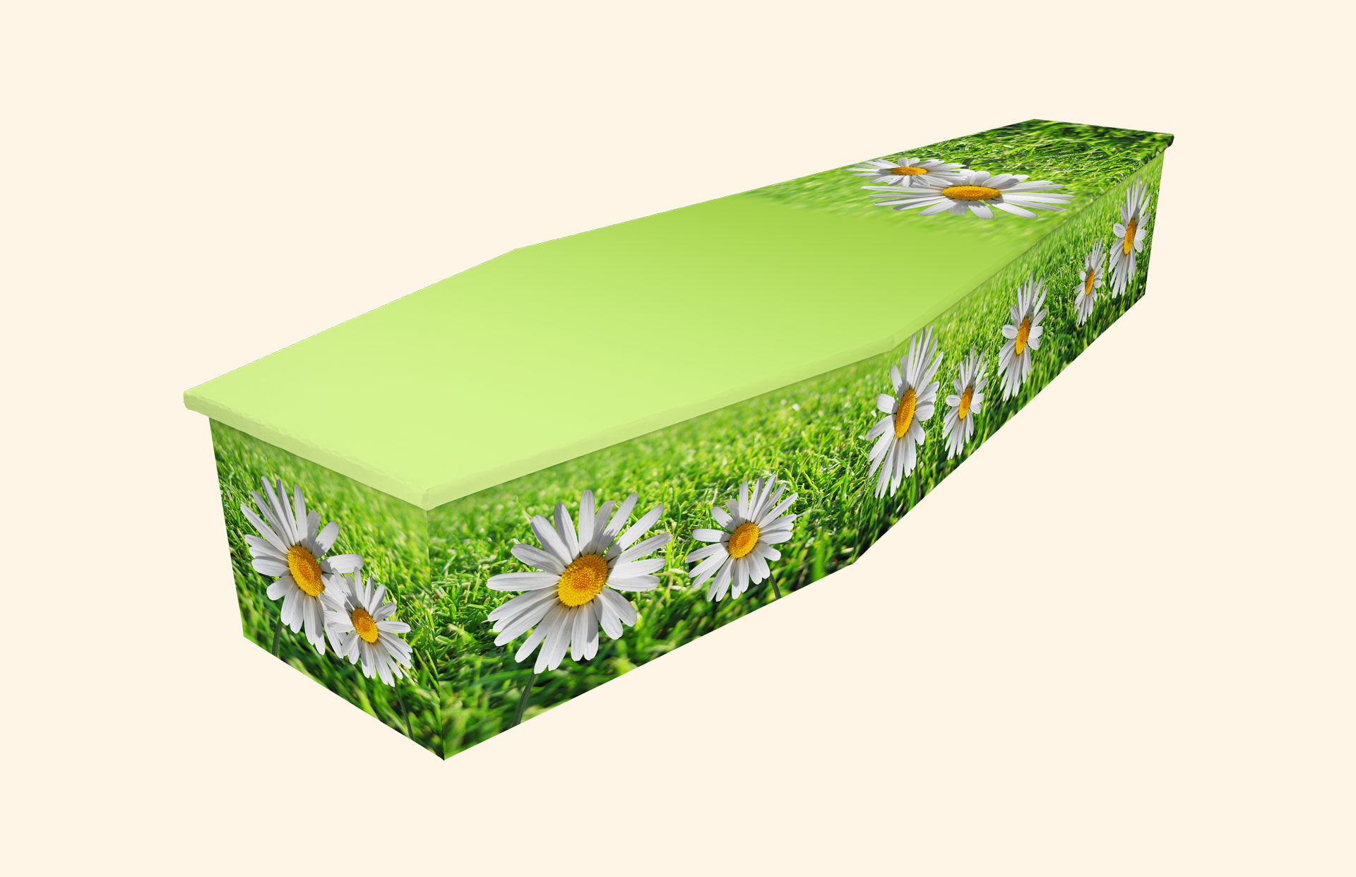 Daisy Lawn