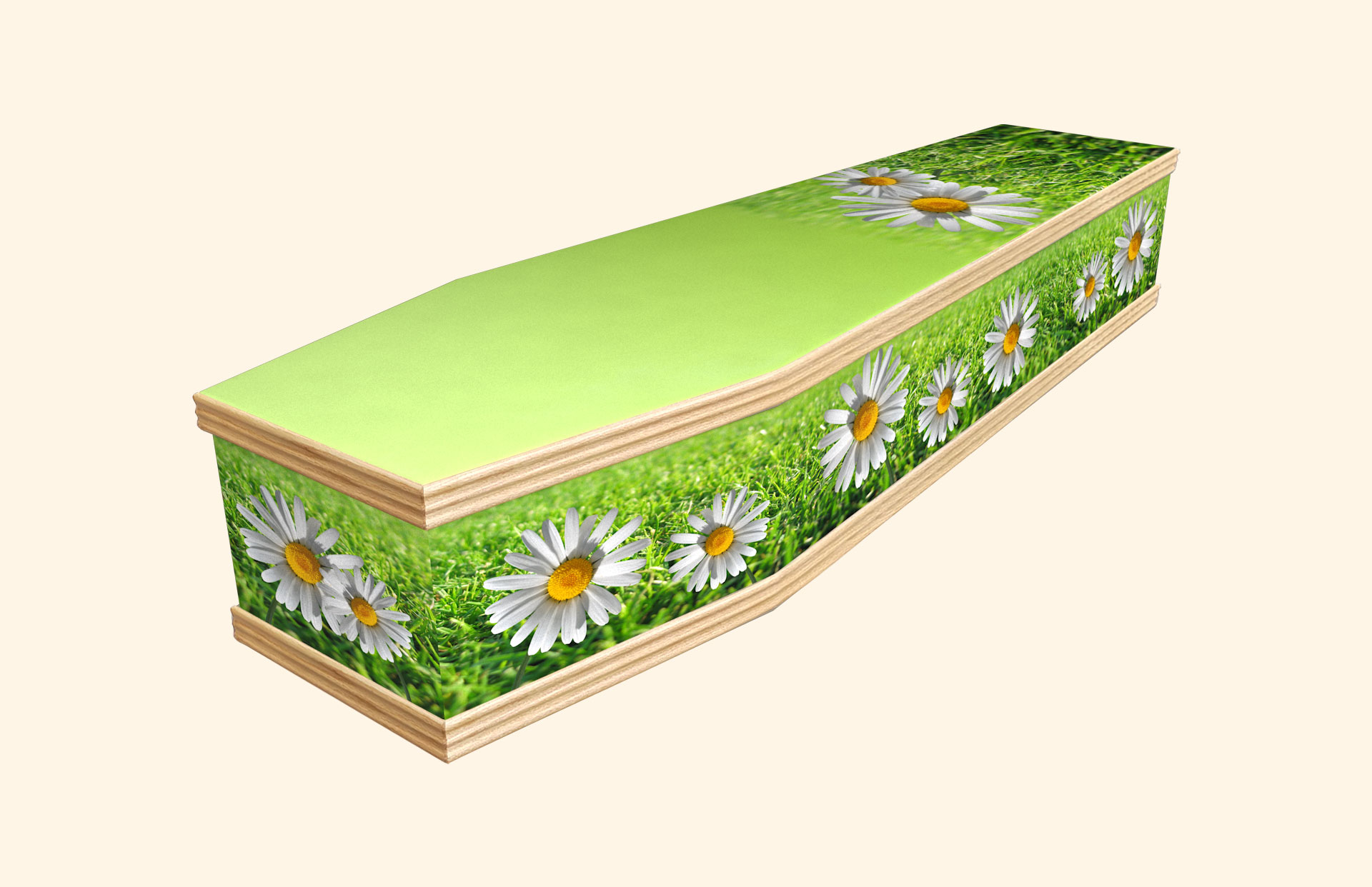 Daisy Lawn
